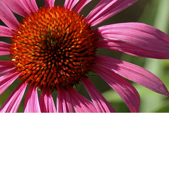 Sundro: The Magic of Photography | Osho News