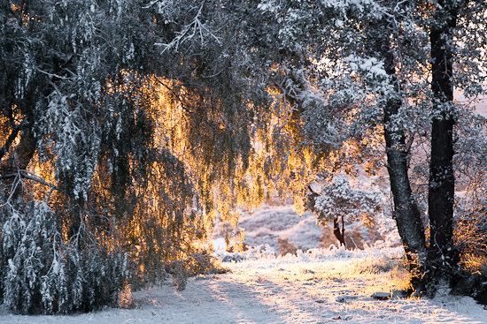 Expression of Wonder | Osho News