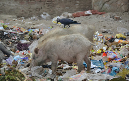 035 maya pig | Osho News