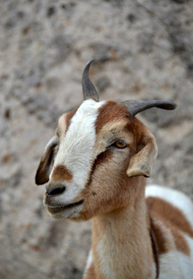 099 maya goat | Osho News