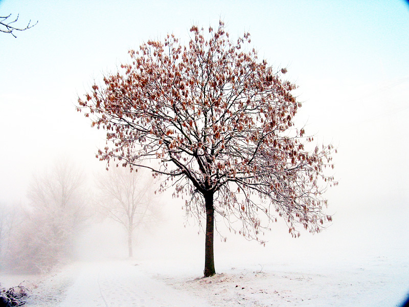 In Love with Trees | Osho News
