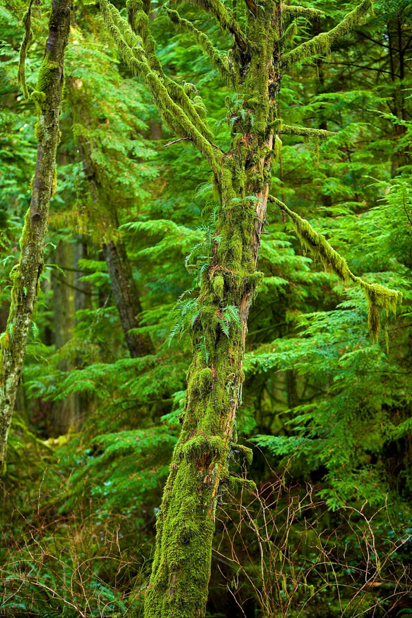 Rainforest in Canada | Osho News