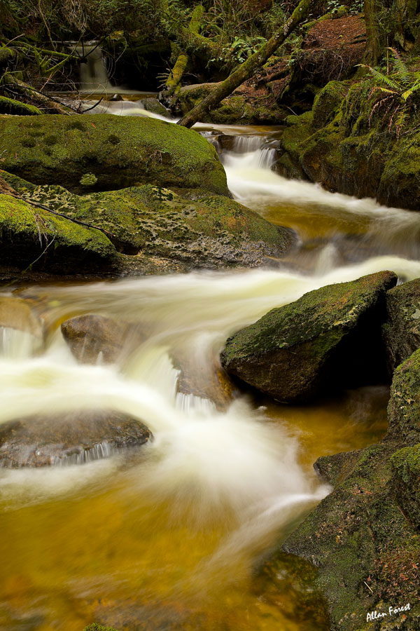 Rainforest in Canada | Osho News