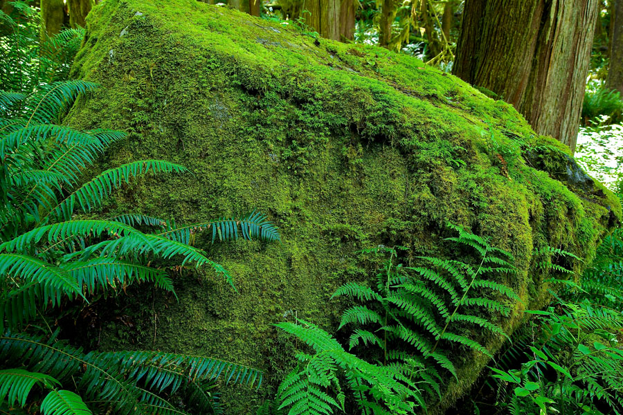 Rainforest in Canada | Osho News