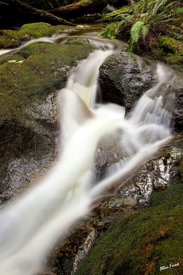 Rainforest in Canada | Osho News