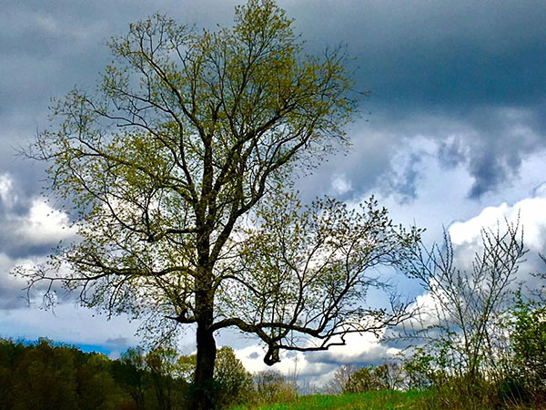Tree | Osho News