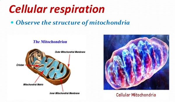 What is cancer? | Osho News