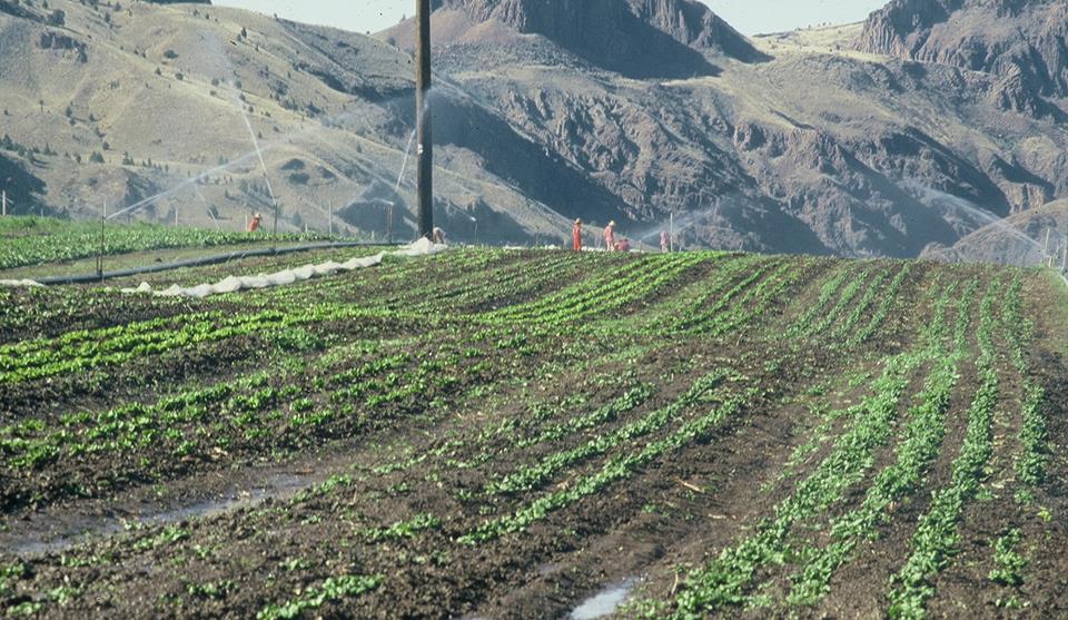 050-more veggies 3 cr Stephen Grealy | Osho News