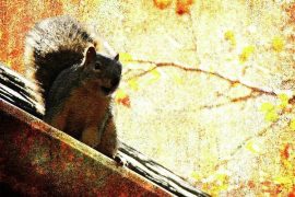 Zen master Lin Chi was dying | Osho News