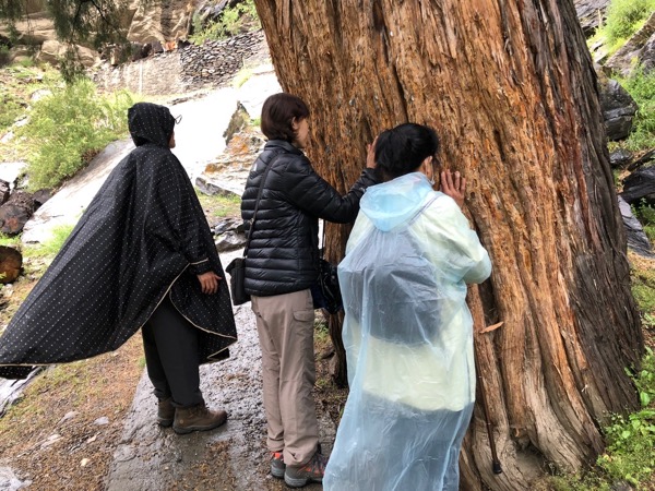 Feeling ancient tree | Osho News