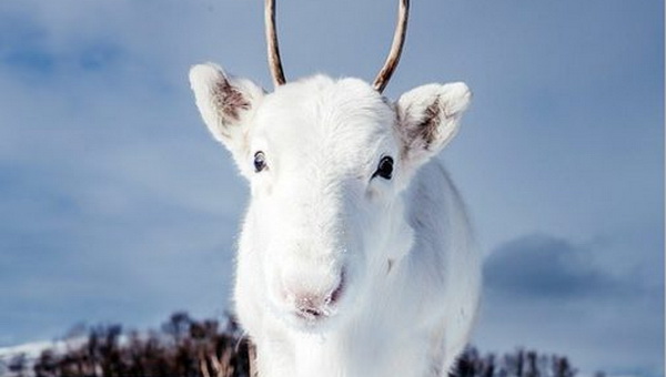 Rare white reindeer found in northern Norway | Osho News