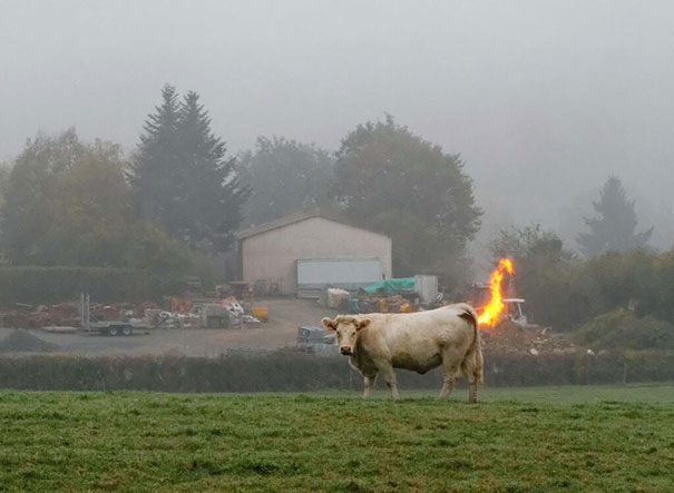 cow on fire | Osho News