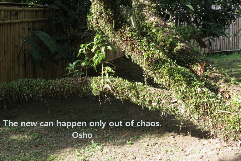 Mango tree | Osho News