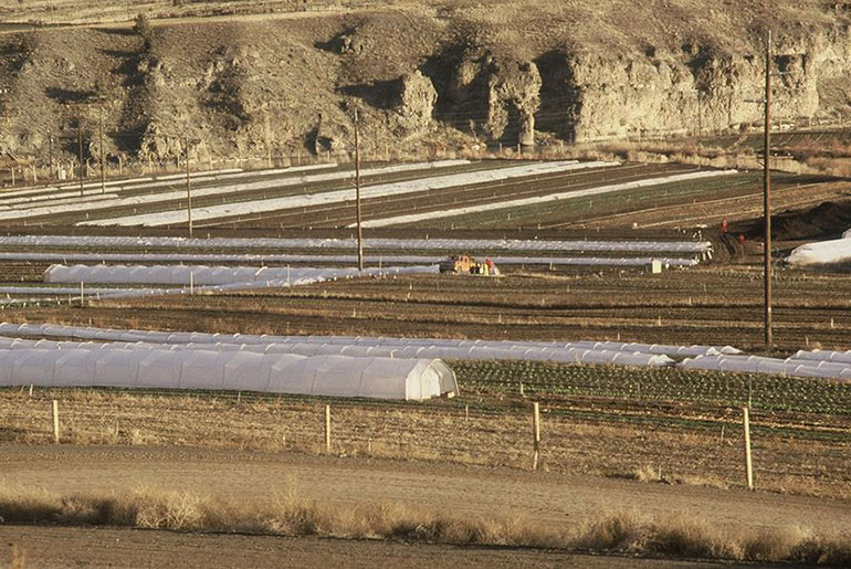 150-poly-3–cr-Stephen-Grealy | Osho News