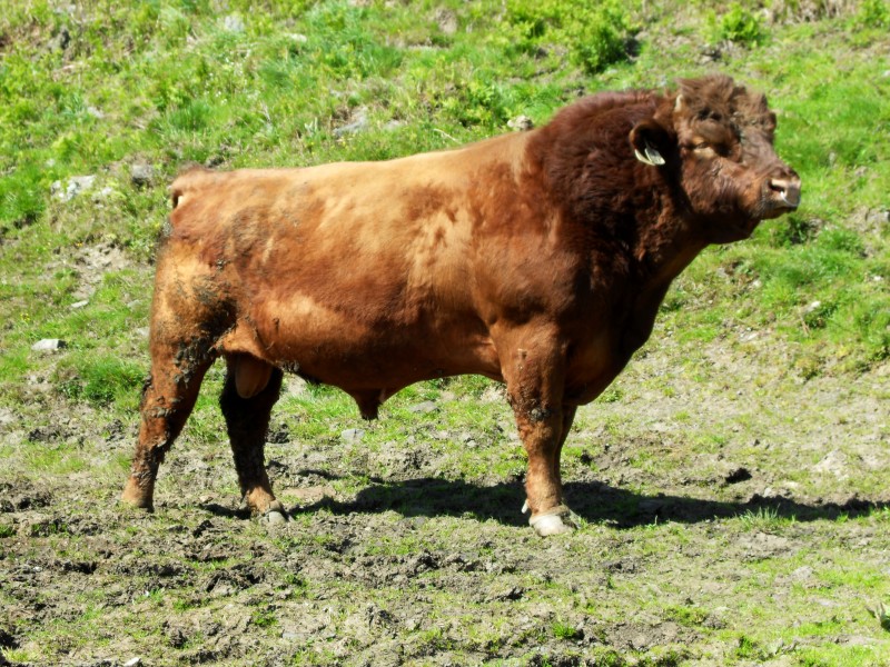 Luing bull | Osho News