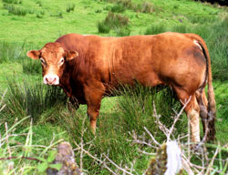 Luing cattle | Osho News