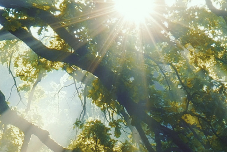 The unusual friendship between a boy and an ancient tree | Osho News