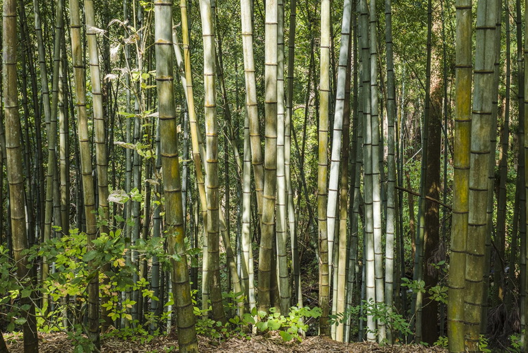 Bamboo grove | Osho News