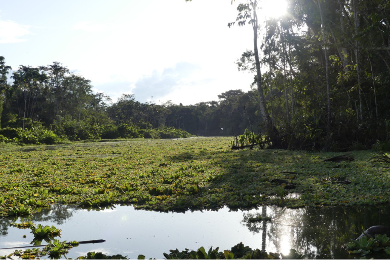 Limoncocha Biological Reserve 7 | Osho News