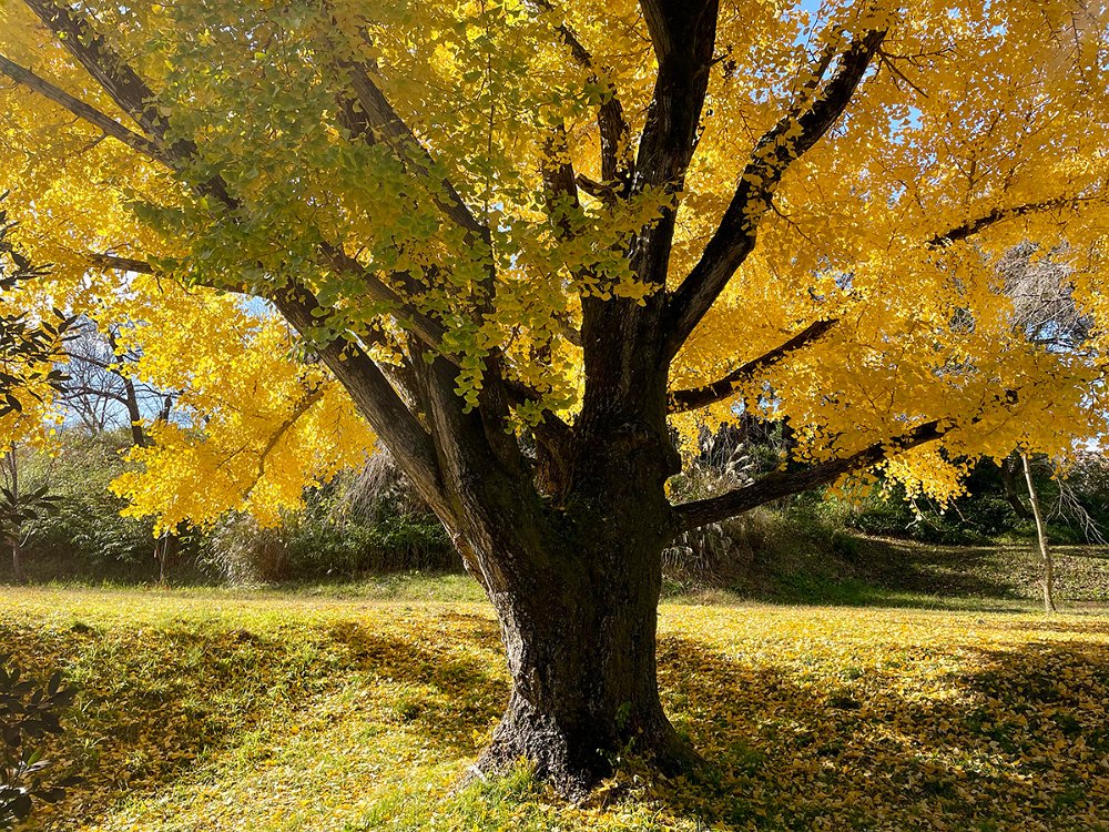 Autumn in Japan | Osho News
