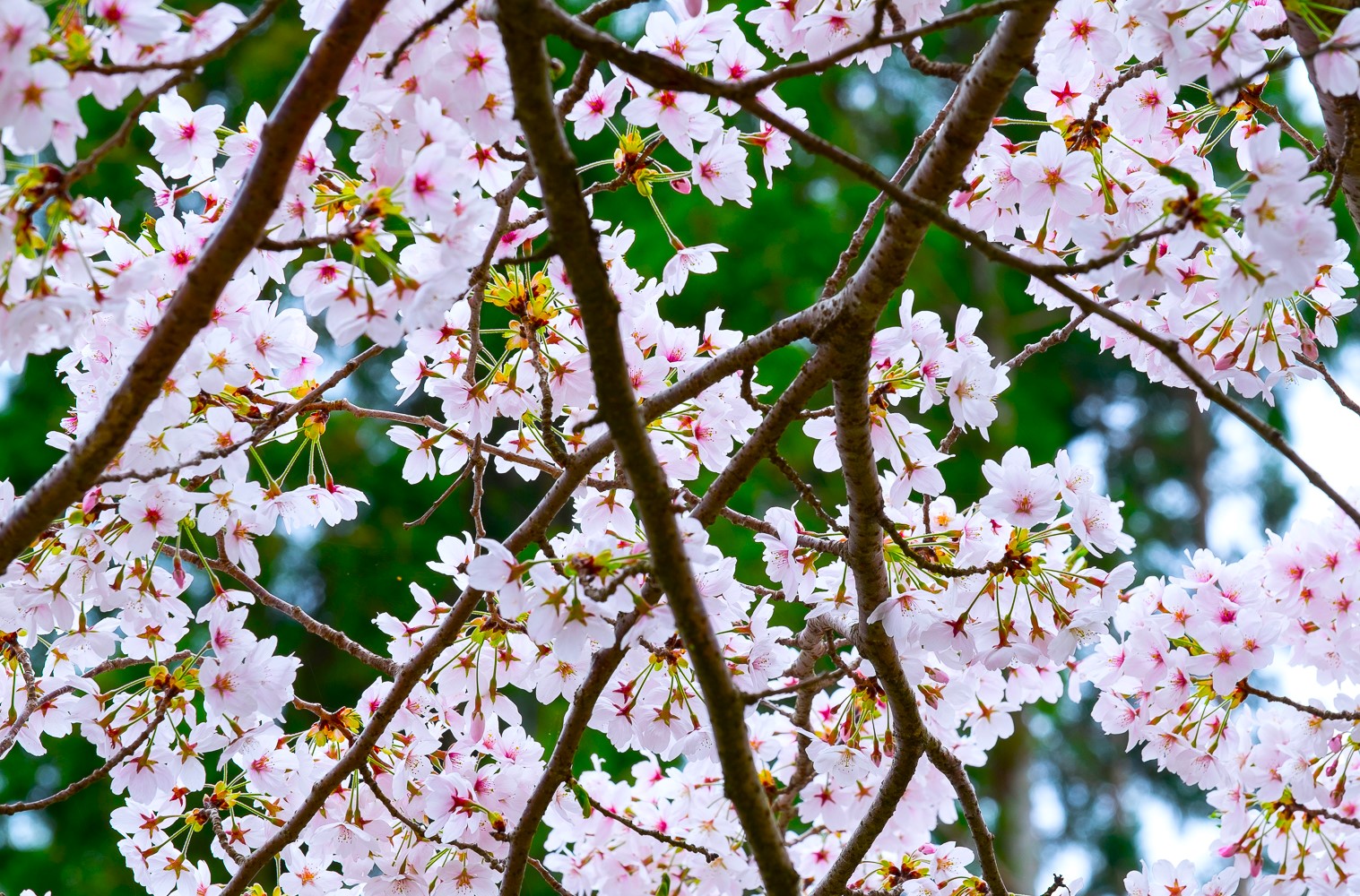 13 DSCF3259 | Osho News