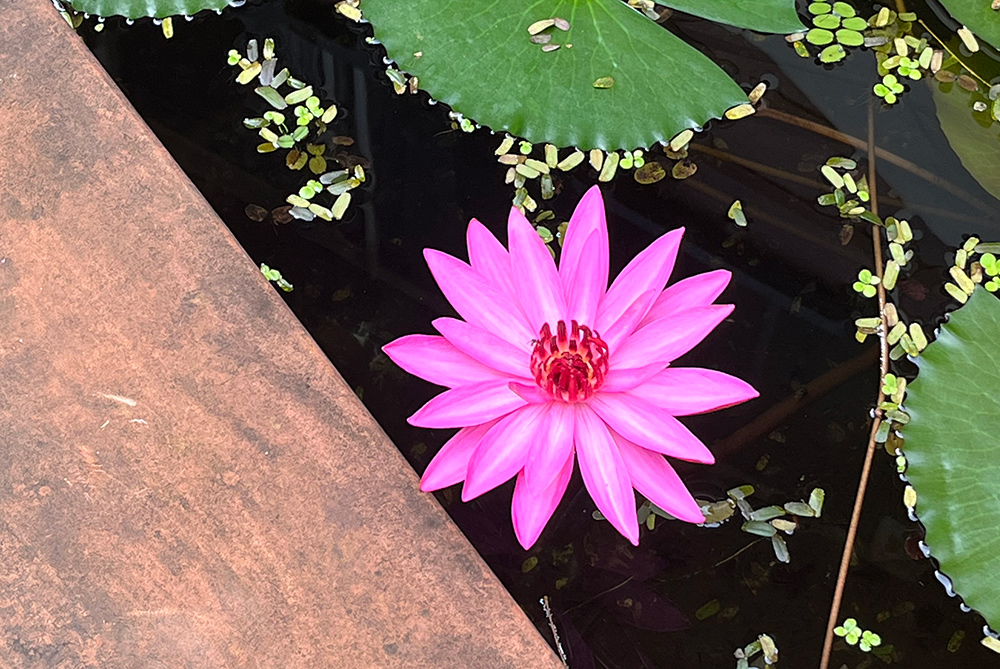 Lotus by Marga | Osho News
