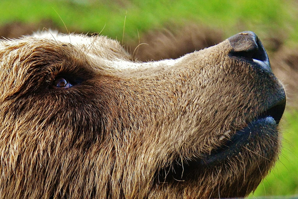 Bear sniffing | Osho News