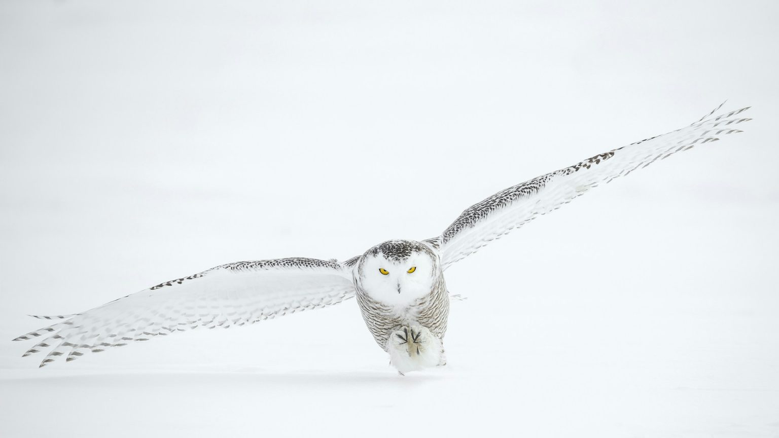 Night Bird | Osho News